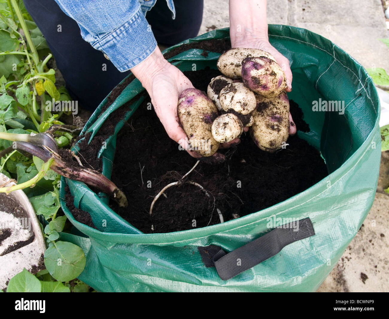 Growing potatoes in a "Potato Tub" the tub is being emptied and the ...