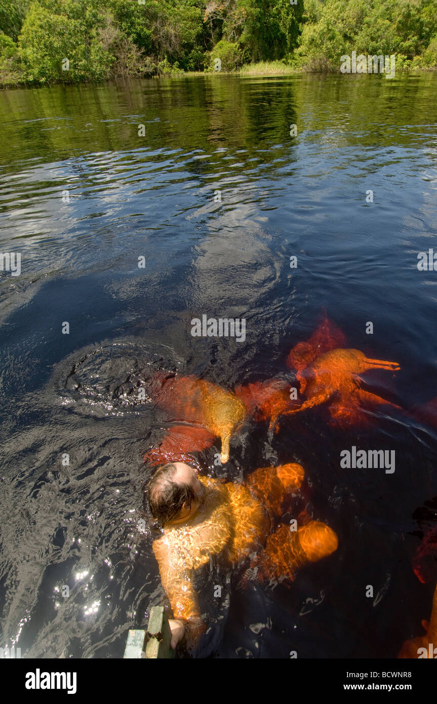 Swimming with the Amazonian pink dolphin (Inia geoffrensis), also know ...