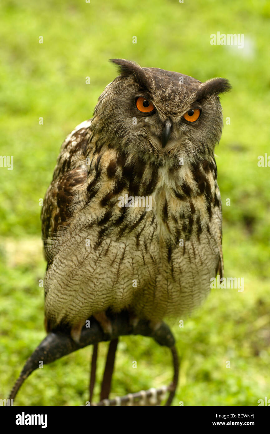 Stock owl Bubo bubo Stock Photo - Alamy