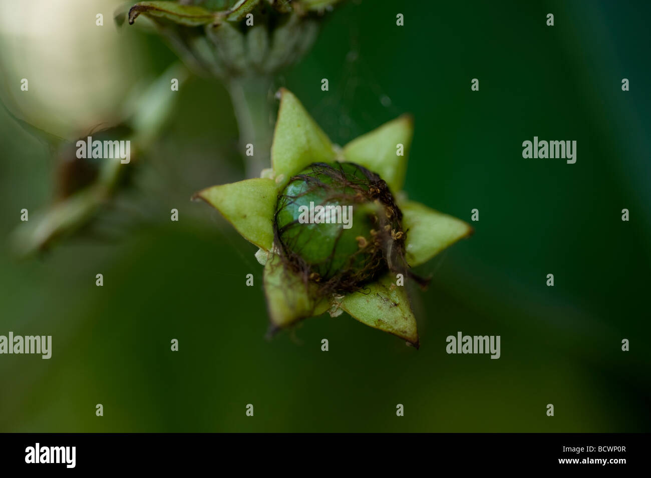 Close up of fruit from a tree branch Stock Photo - Alamy