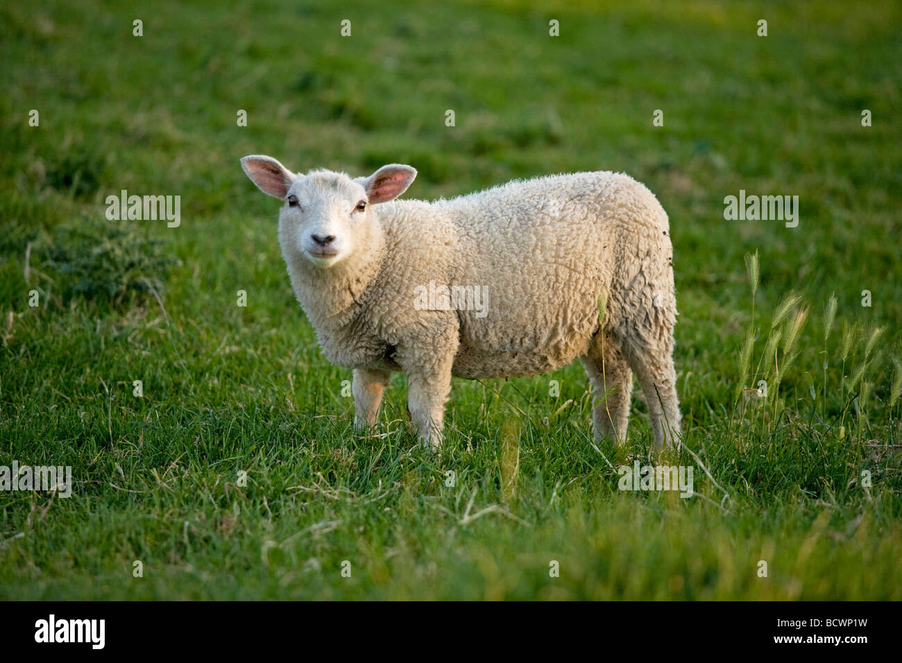 british lamb grazing rutland Stock Photo - Alamy