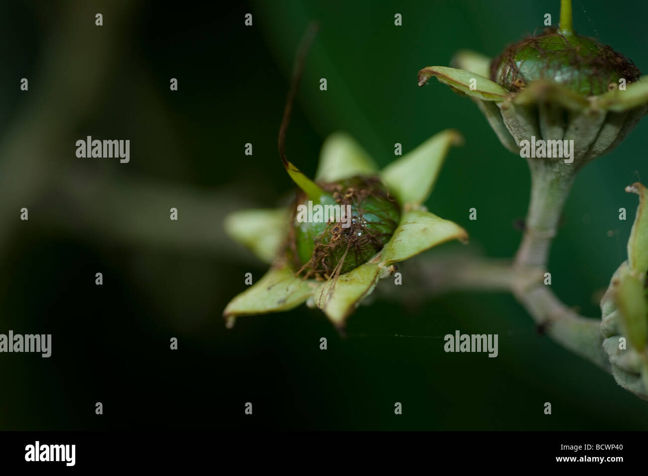 Star fruit tree flower hi-res stock photography and images - Alamy
