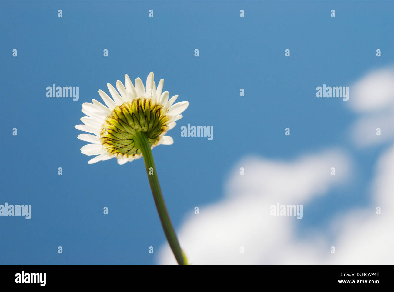 Flower and blue sky Stock Photo - Alamy