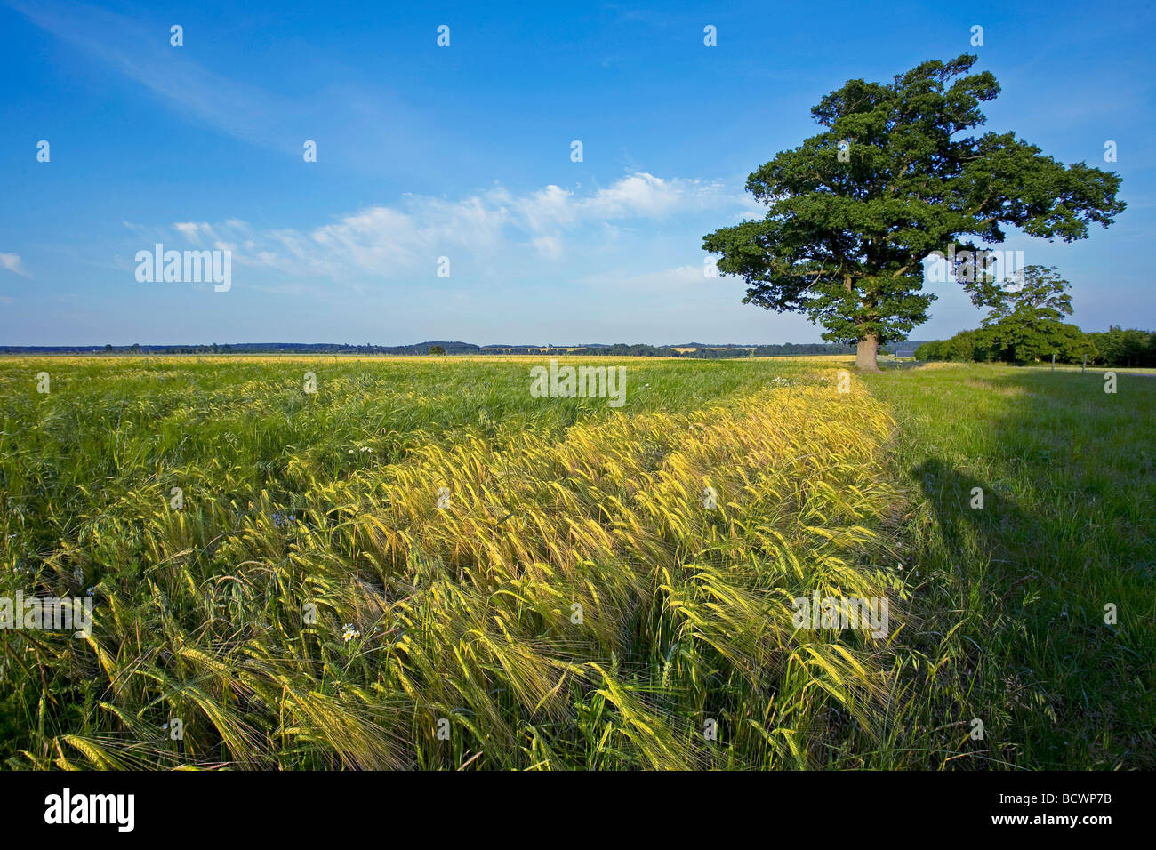 Oakham rutland countryside hi-res stock photography and images - Alamy
