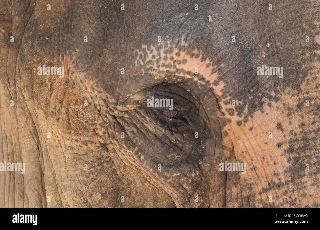 asian elephant eye (elephas maximus Stock Photo - Alamy