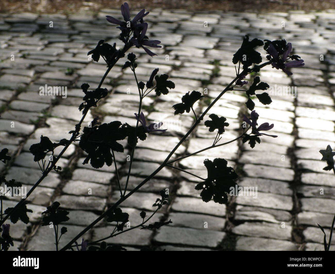 Via appia antica flower hi-res stock photography and images - Alamy