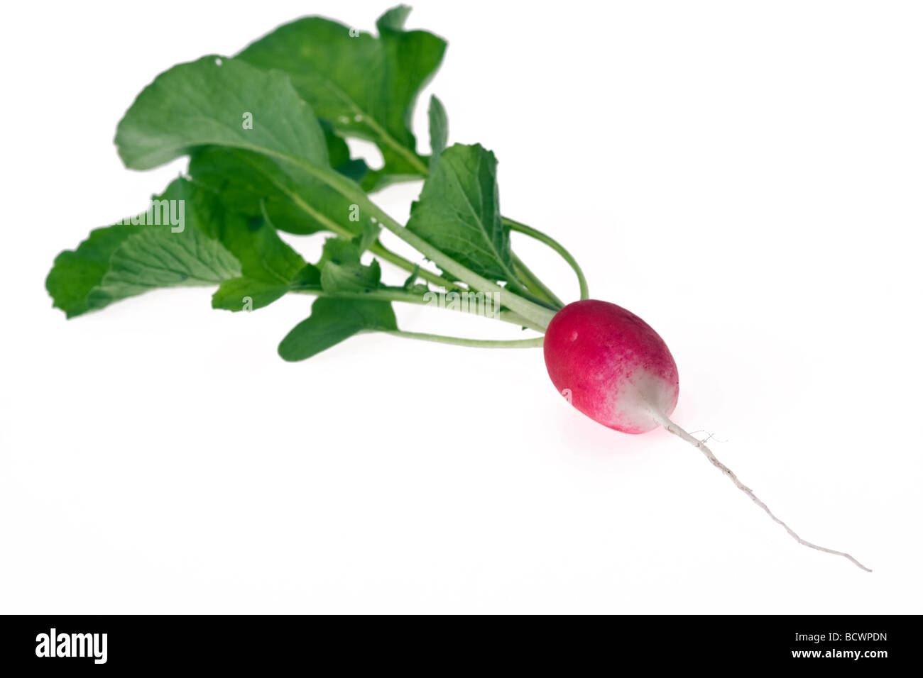 Red radish leaves on Cut Out Stock Images & Pictures - Alamy