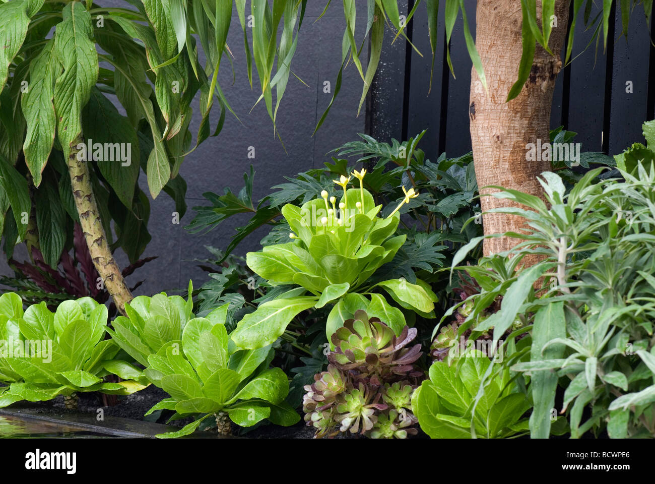 Hawaiian palm brighamia hi-res stock photography and images - Alamy