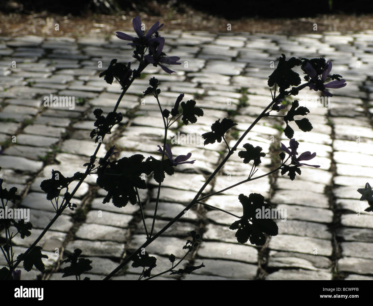 flowers silhouette on the ancient roman old appian way, rome, italy ...