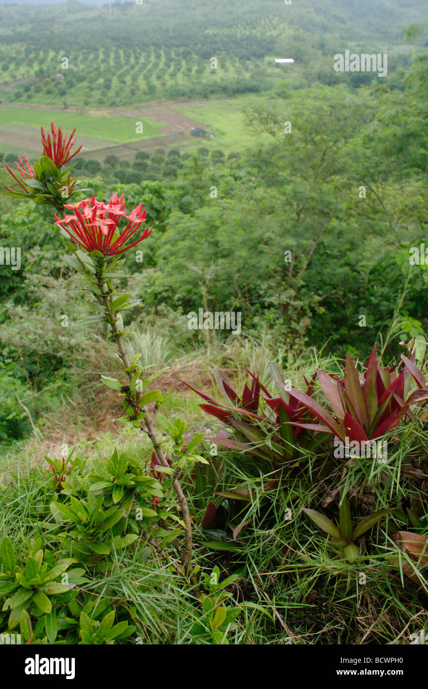 Olive groves, North Luzon, Philippines Stock Photo - Alamy