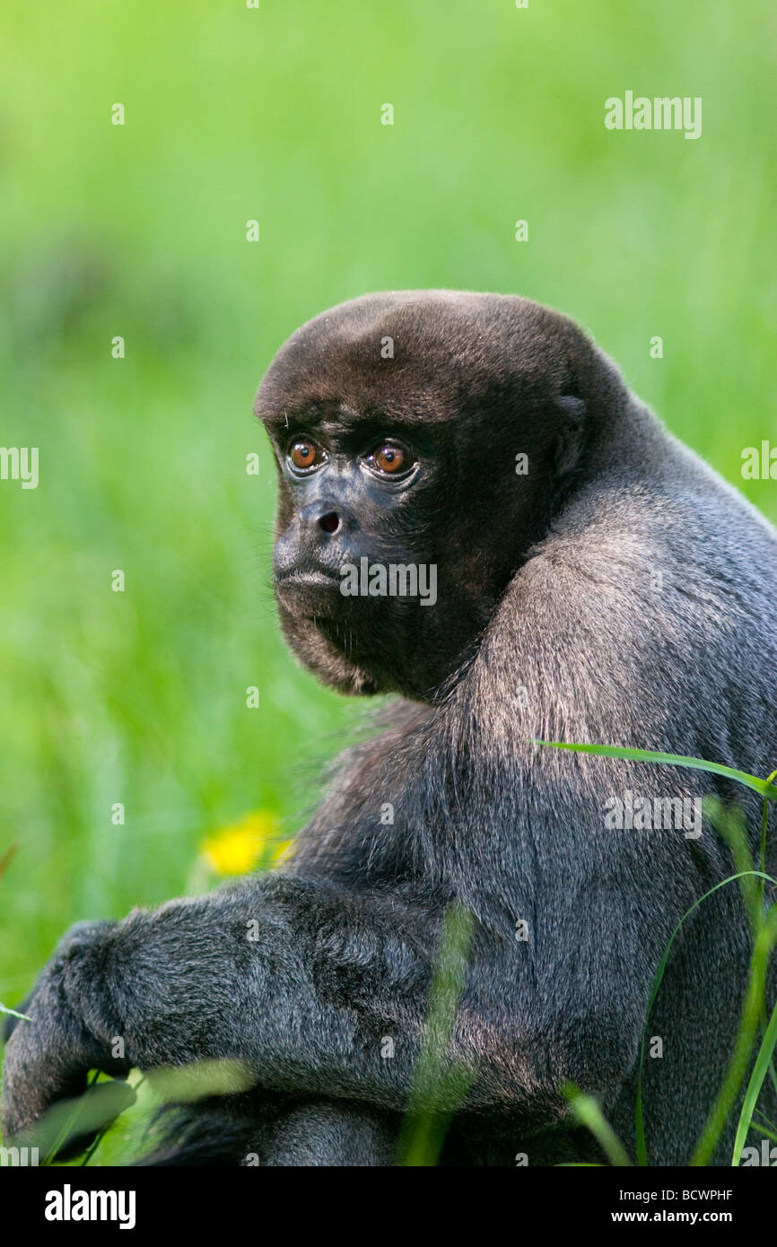 Woolly monkey (Lagothrix cana Stock Photo - Alamy