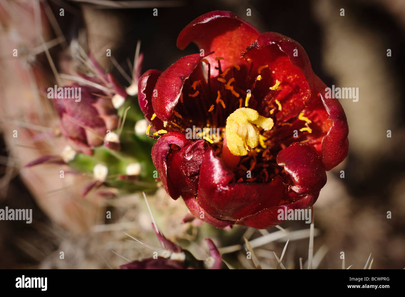Single red cholla flower Stock Photo - Alamy