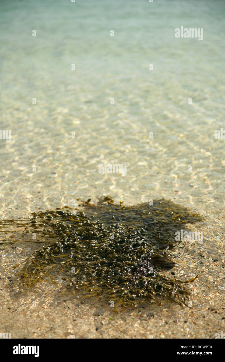 Bladderwrack seaweed in shallow clear seawater Stock Photo - Alamy
