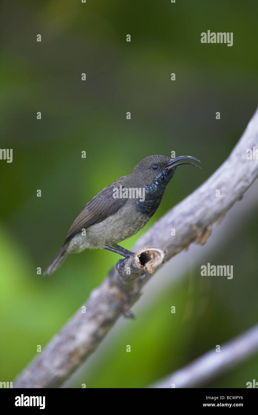 Indian Sunbird High Resolution Stock Photography and Images - Alamy