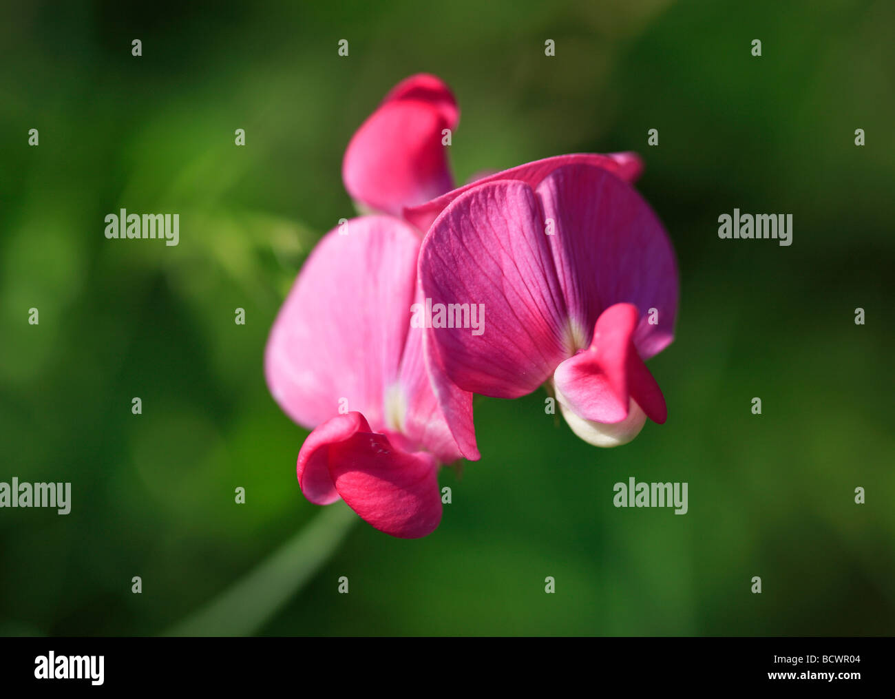 Sweet pea lathyrus odoratus Stock Photo - Alamy