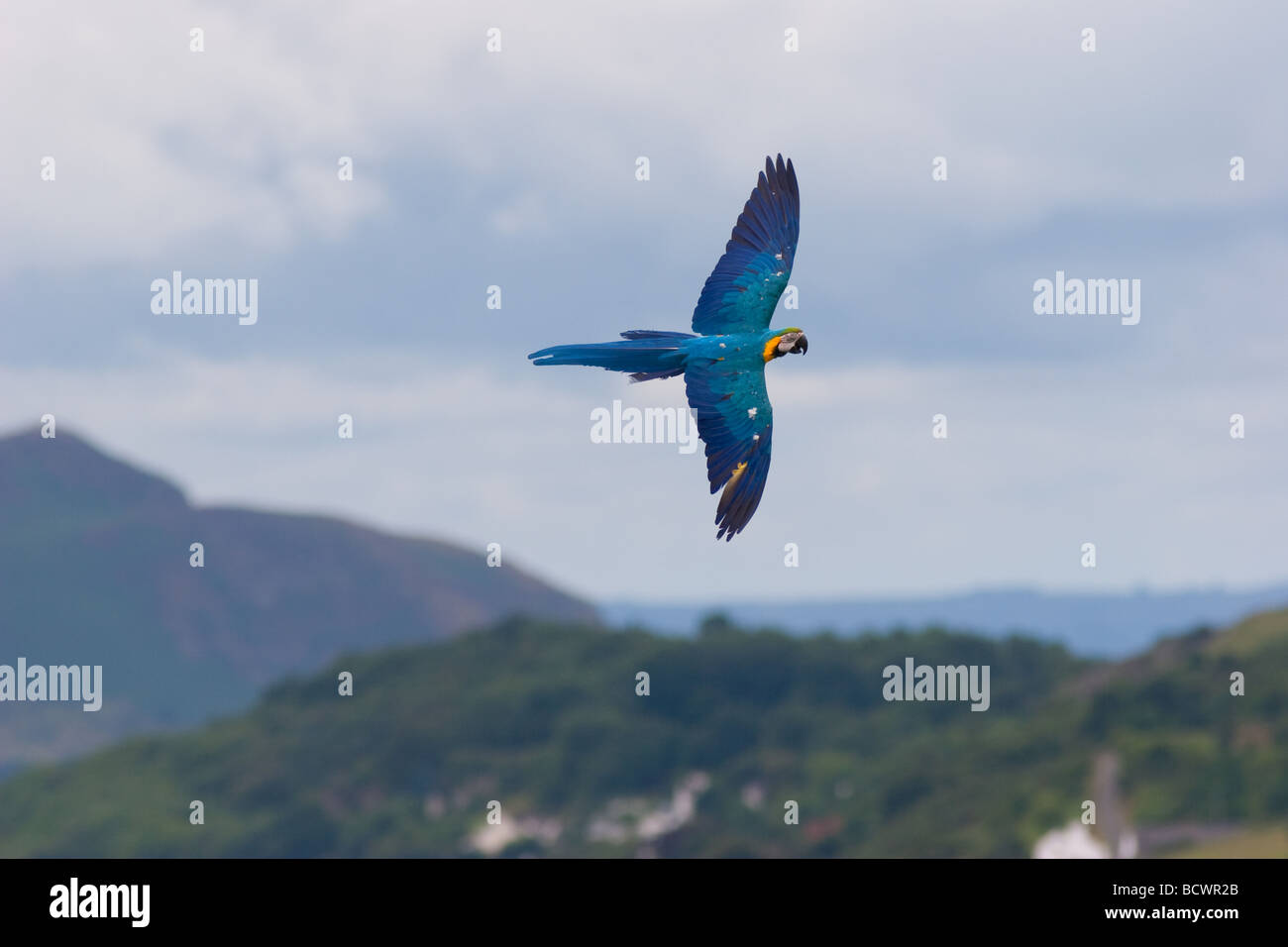 Blue and Gold Macaw in flight Stock Photo - Alamy