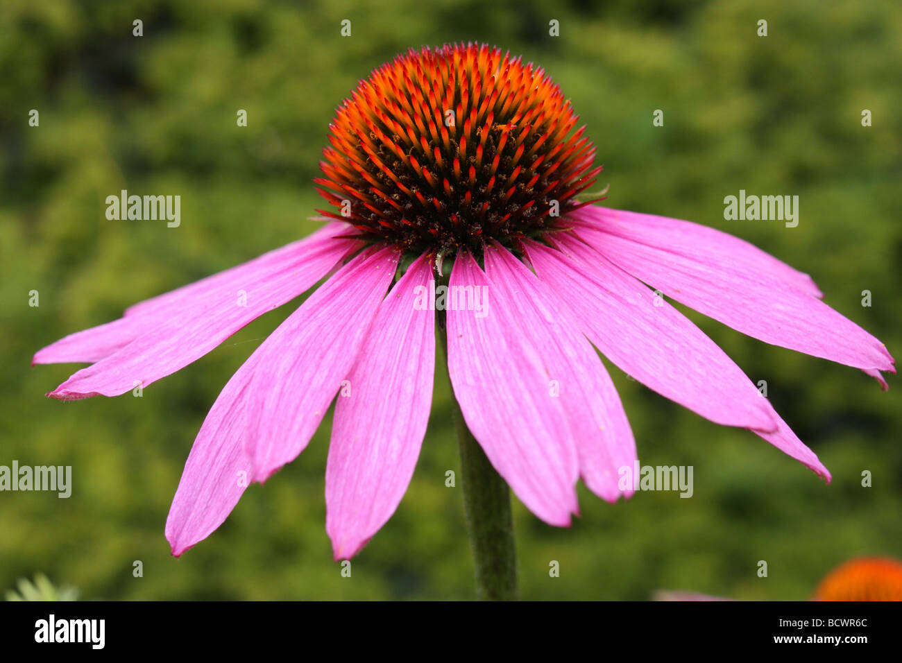 Cone flower close up Echinacea purpurea Stock Photo - Alamy
