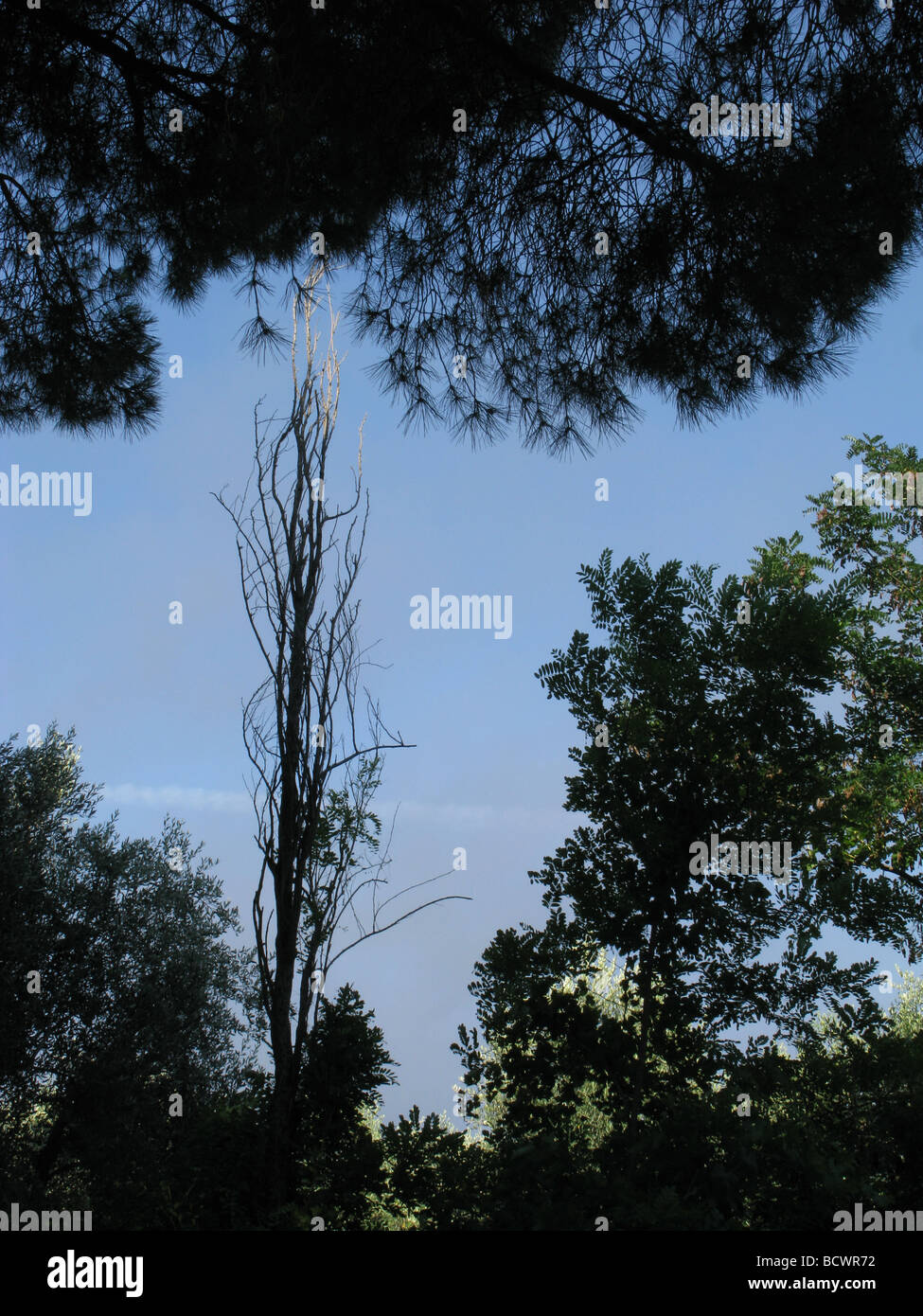 old ragged bare tree branches in countryside Stock Photo - Alamy