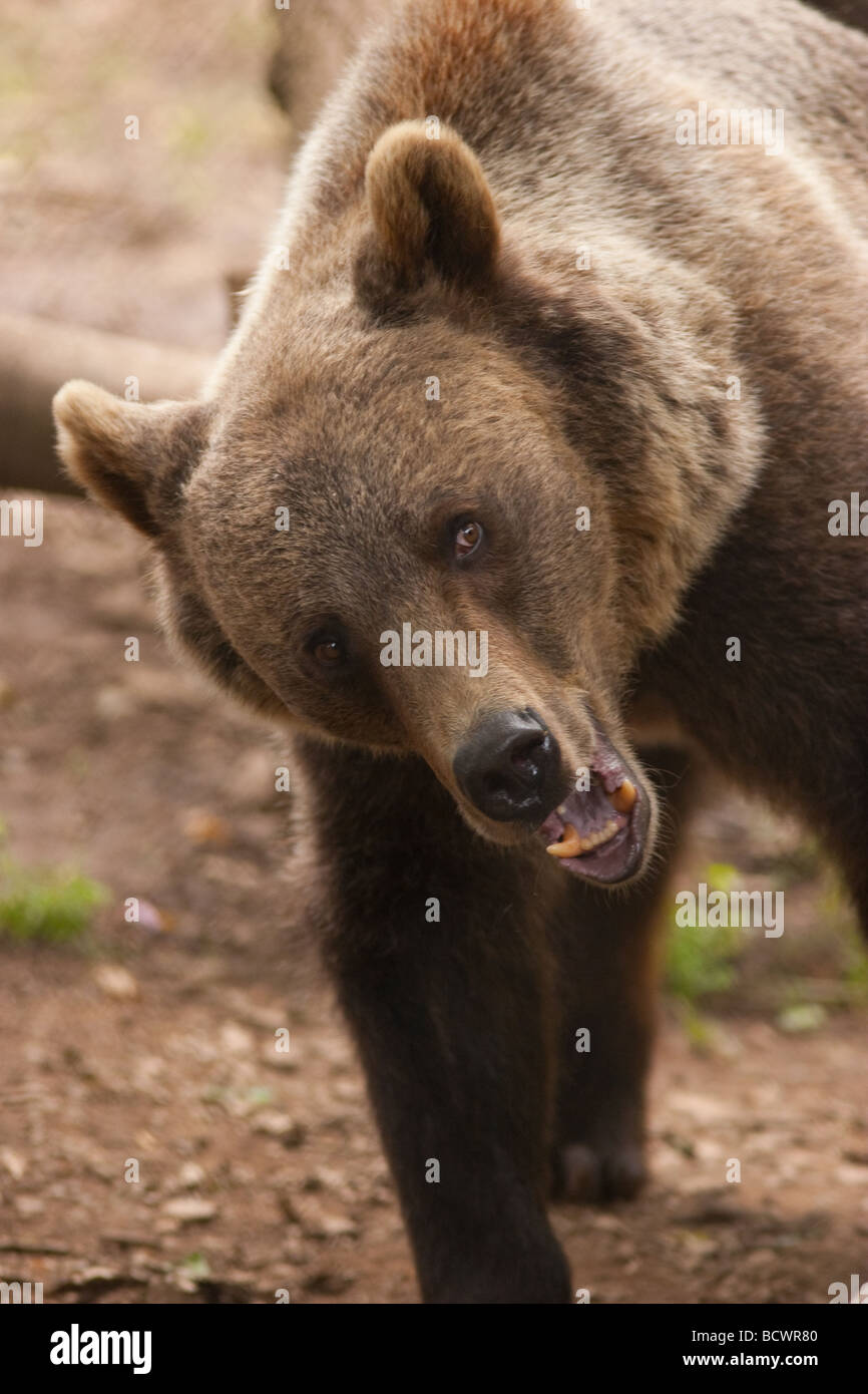 European Brown Bear Stock Photo - Alamy