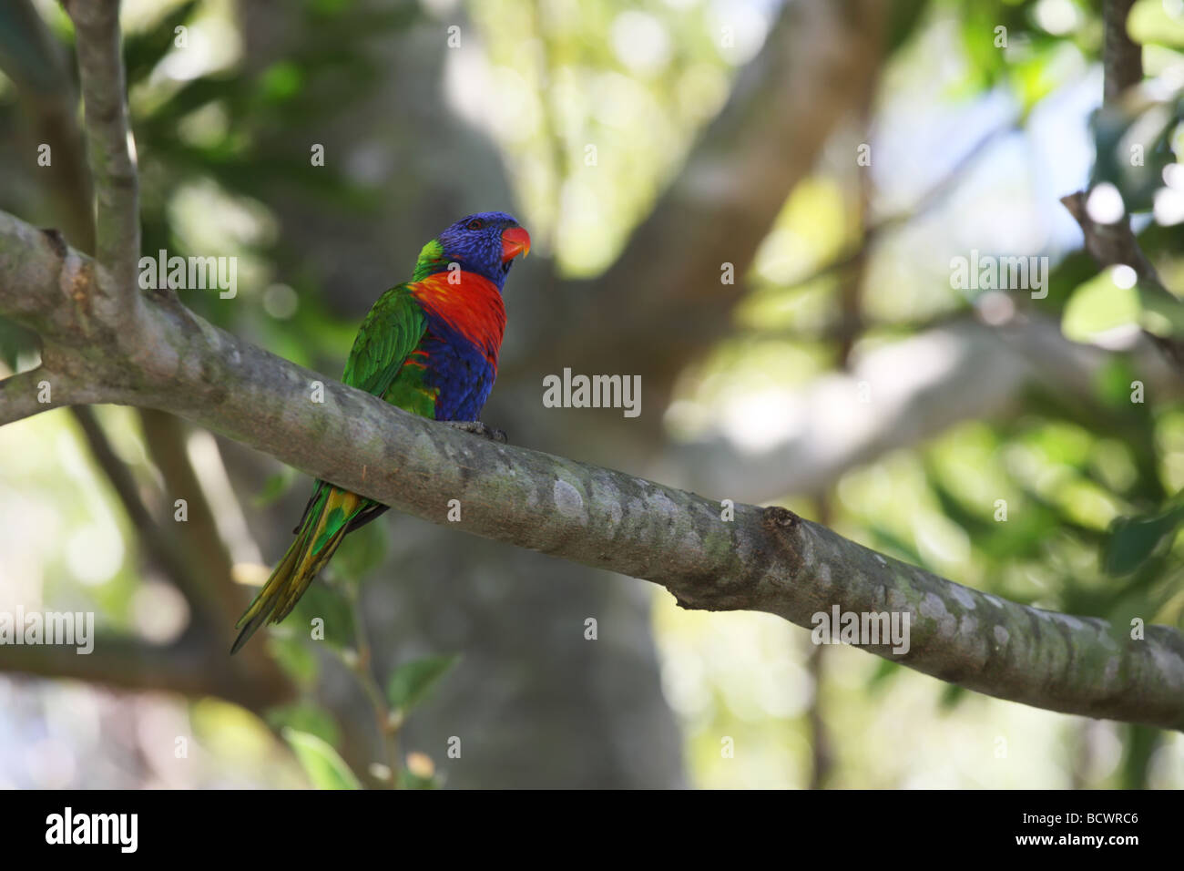 Loner bird hi-res stock photography and images - Alamy
