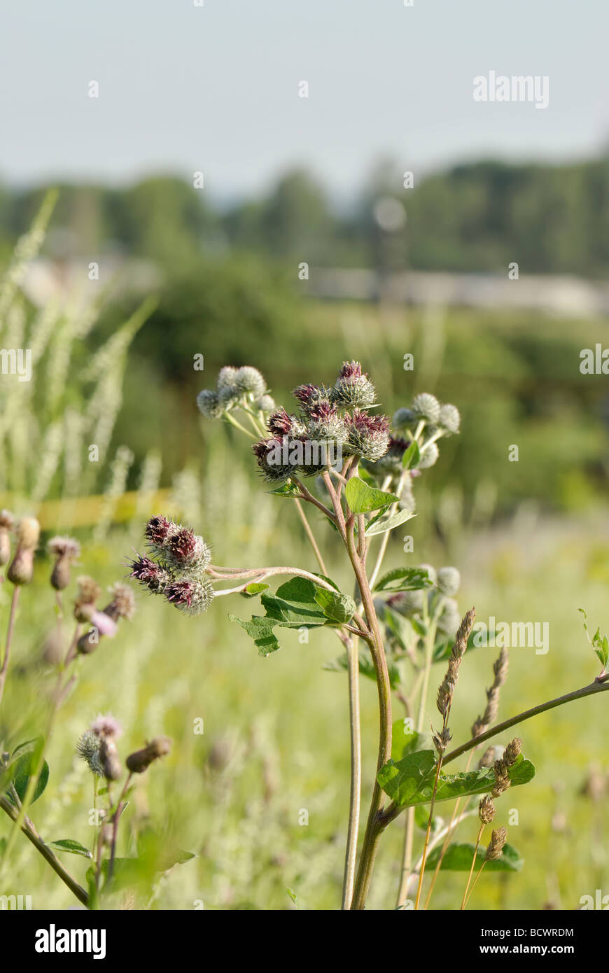 Burr plant hi-res stock photography and images - Alamy