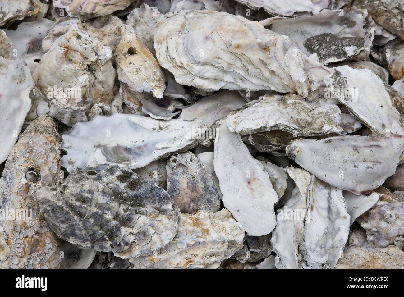 Oyster Shells piled for reseeding beds Stock Photo - Alamy