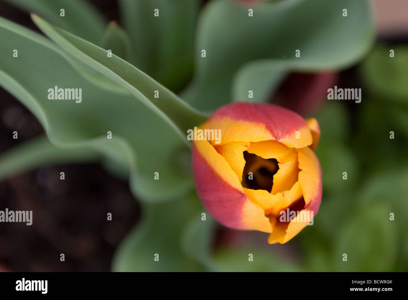 A close up picture of a flower Stock Photo - Alamy