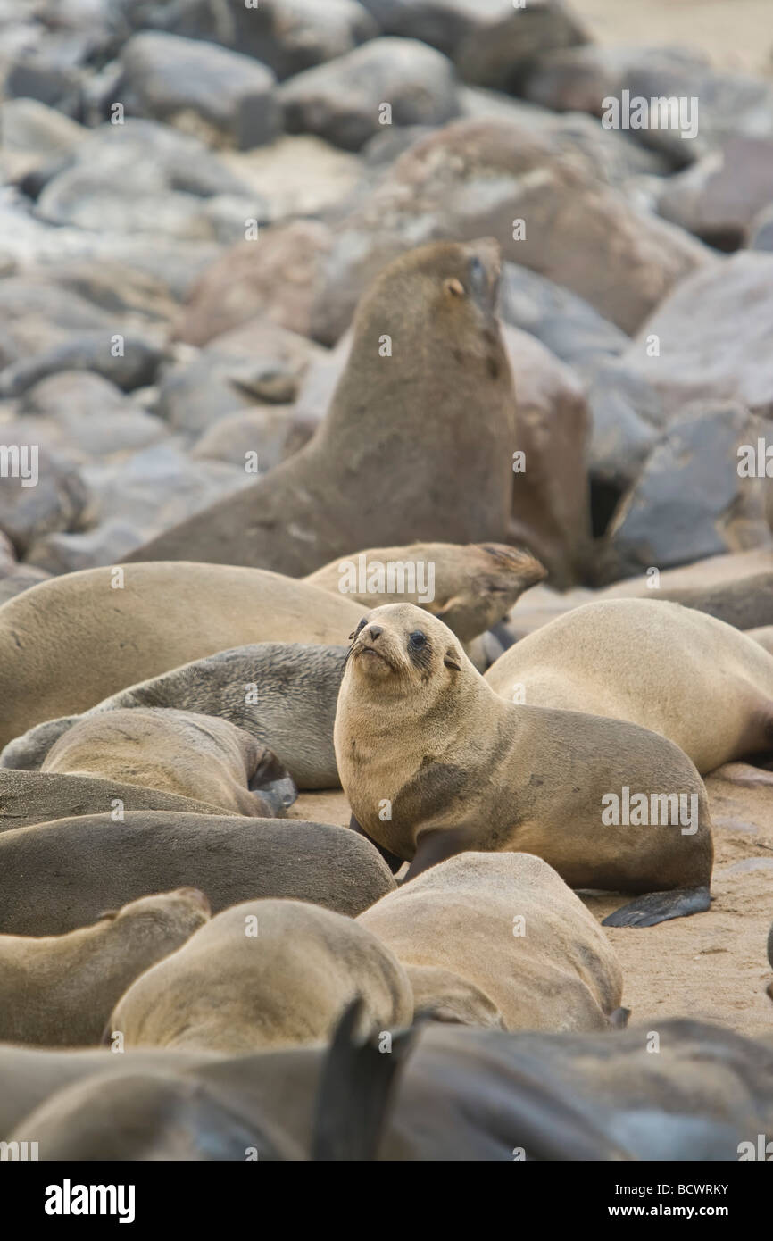 Cape Fur Seals at the Cape Cross Seal Colony. Namibia Stock Photo - Alamy