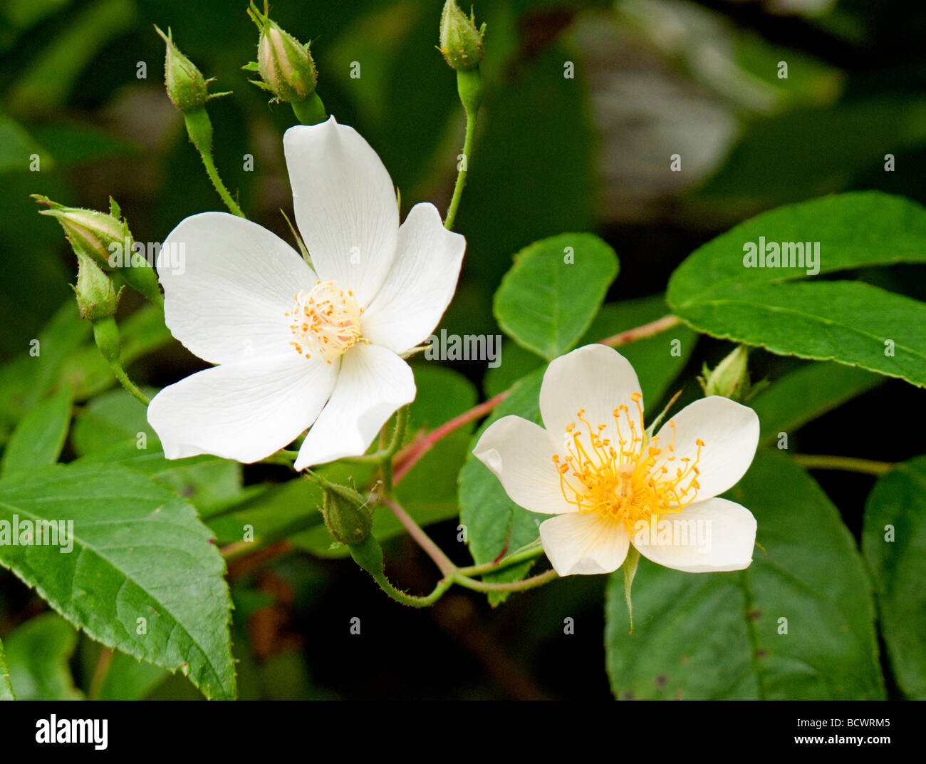 Closeup of Rosa canina Dog Rose flowers Stock Photo - Alamy