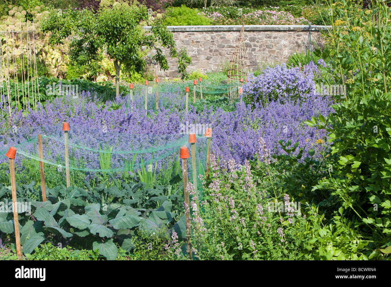 Vegetables under protective netting in walled garden Stock Photo - Alamy