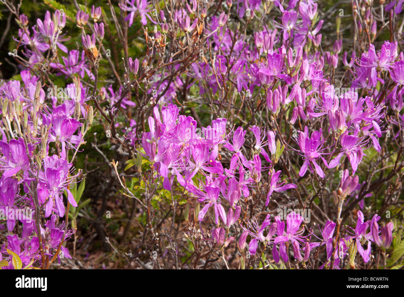 Rhodora Rhododendron canadense Stock Photo - Alamy
