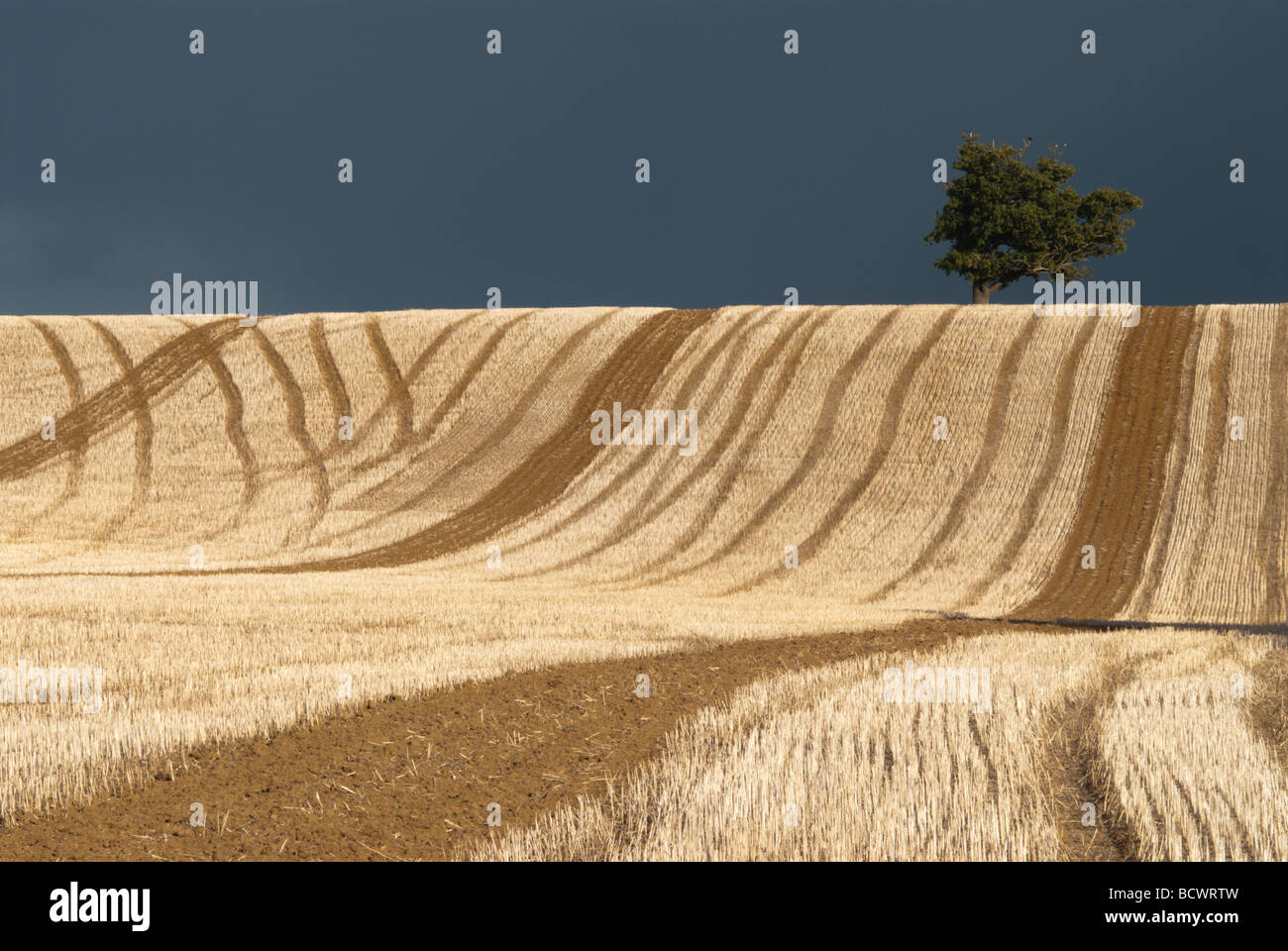 Stubble and plough plow lines under storm clouds Rogate Sussex UK ...