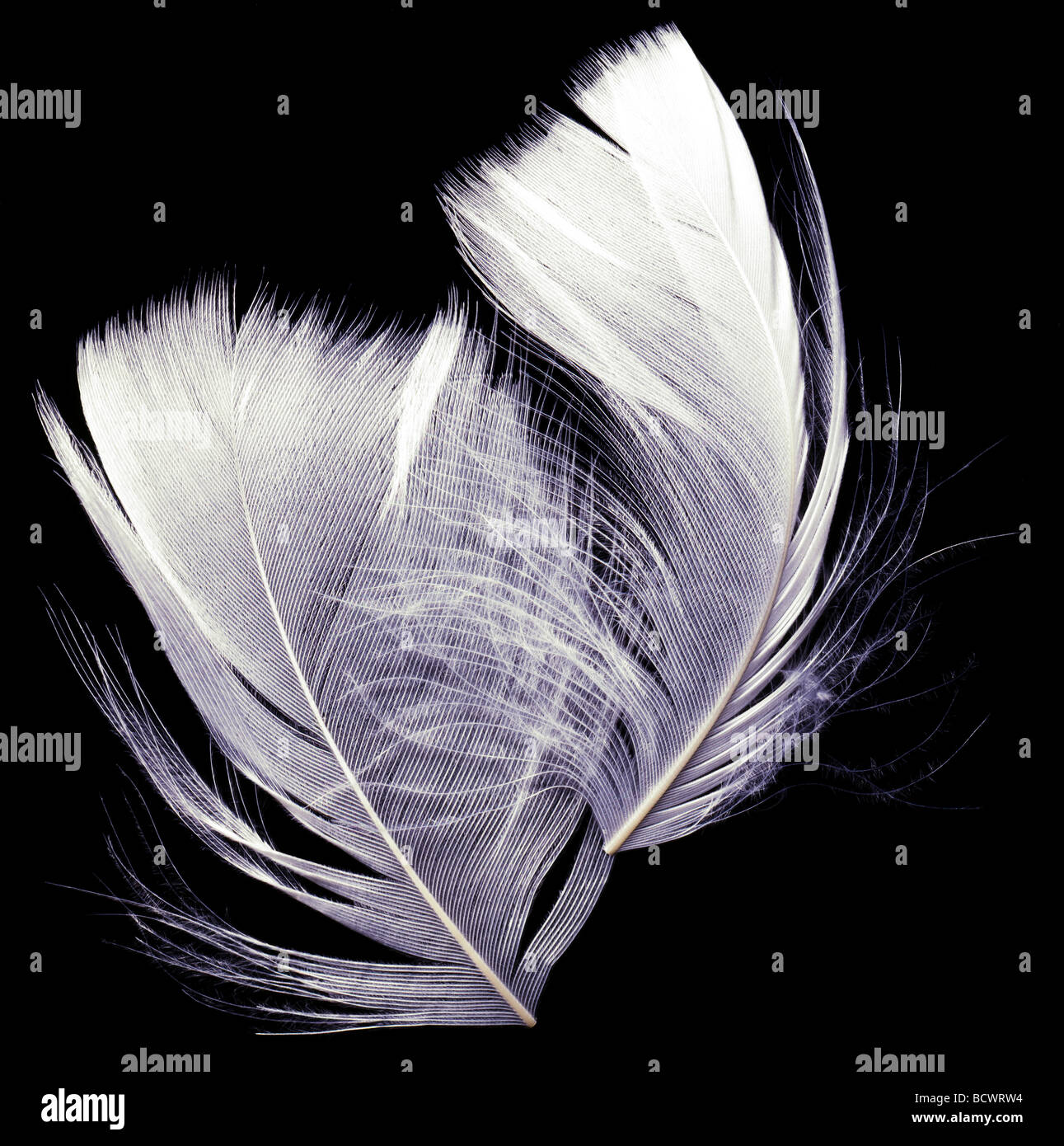 small white feathers on a black background Stock Photo - Alamy