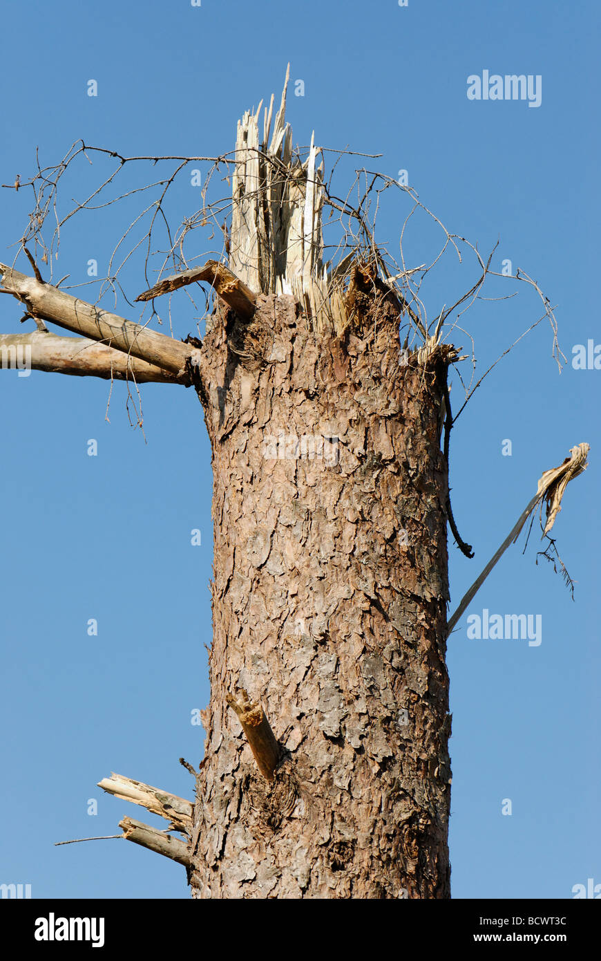 Trunk of tree broken during tornado Stock Photo - Alamy