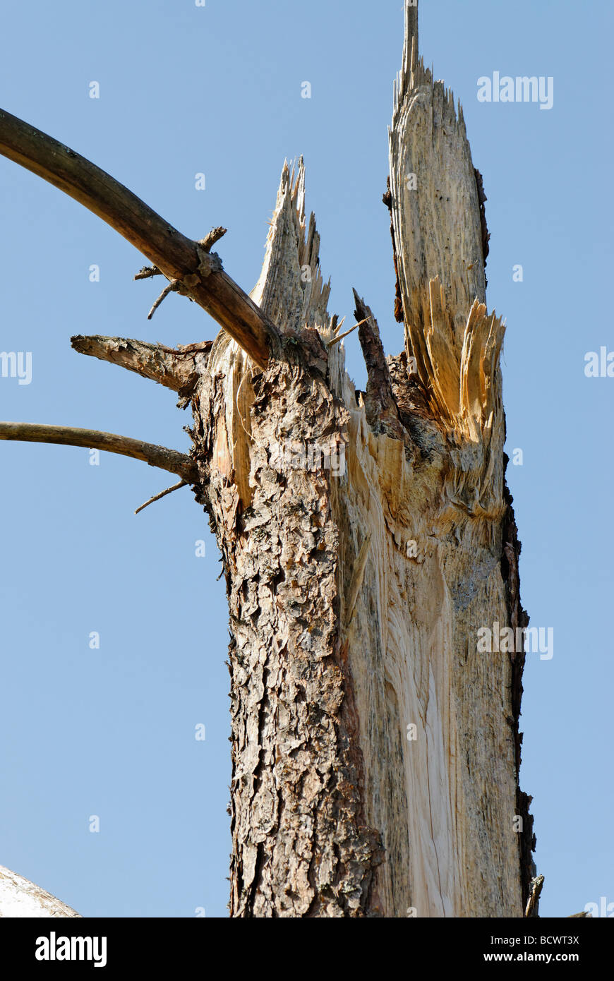 Trunk of tree broken during tornado Stock Photo - Alamy