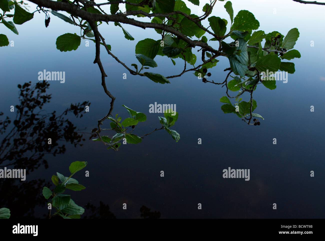 Alder tree hi-res stock photography and images - Alamy