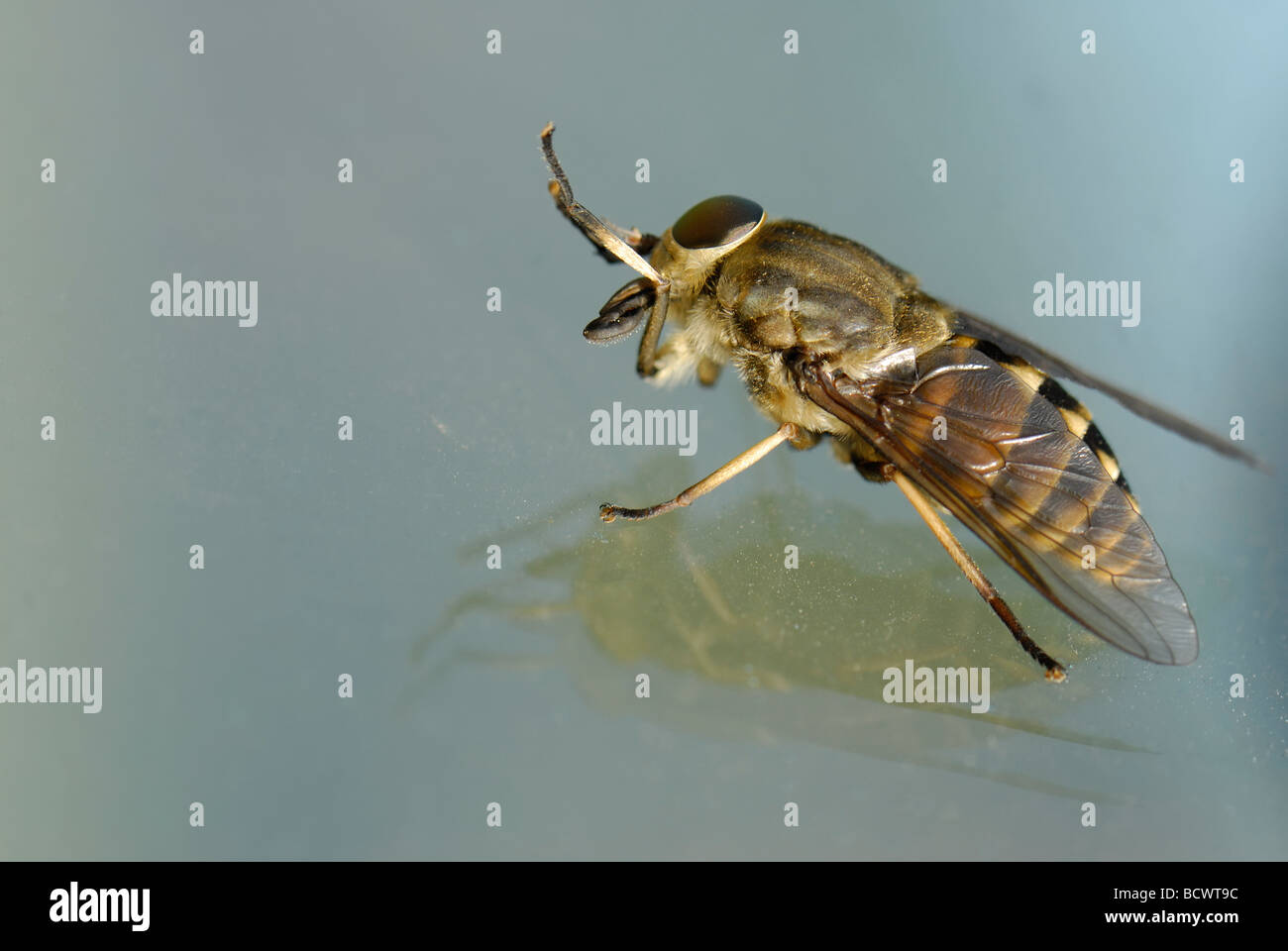 Gadfly on the glass Stock Photo - Alamy
