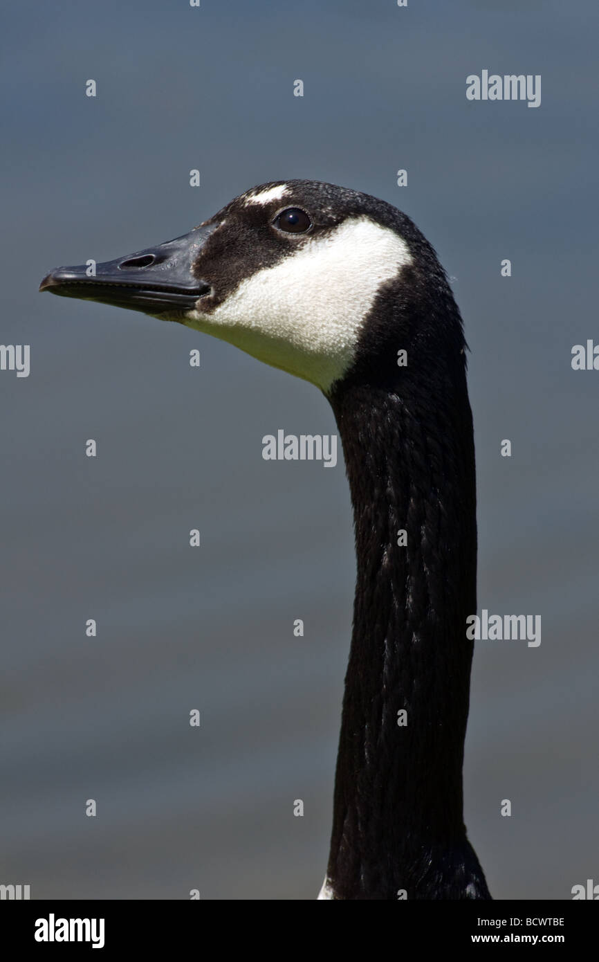 Canada goose close-up face Stock Photo - Alamy