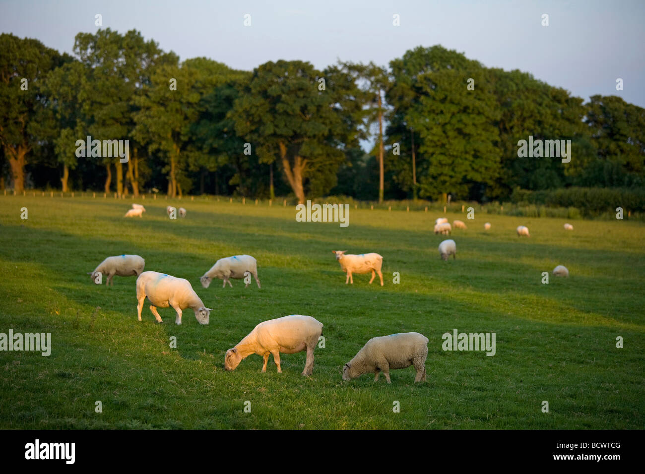 rutland lamb lambs grazing grass Stock Photo - Alamy