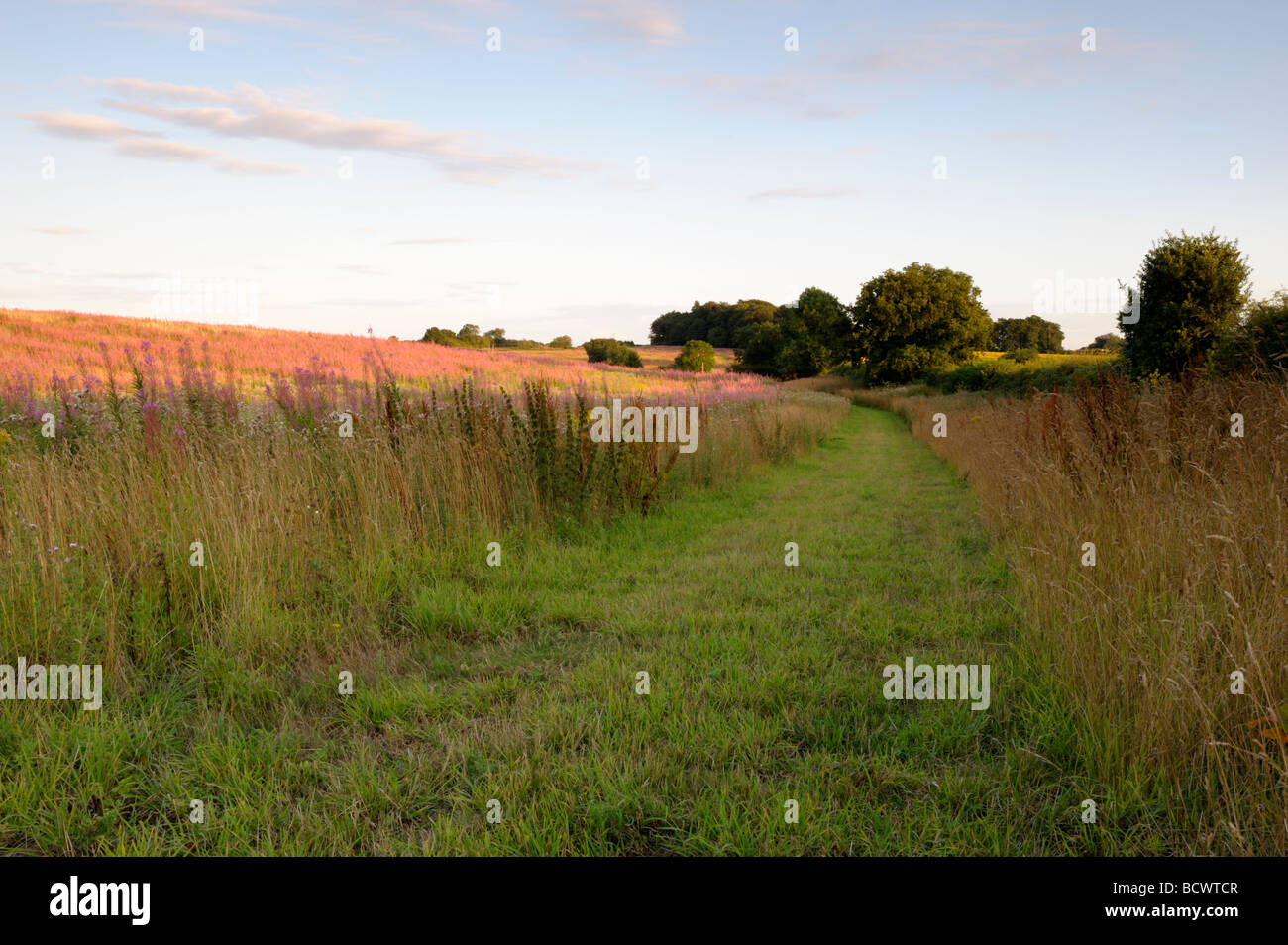 Farmland set a side with grassy track Stock Photo - Alamy