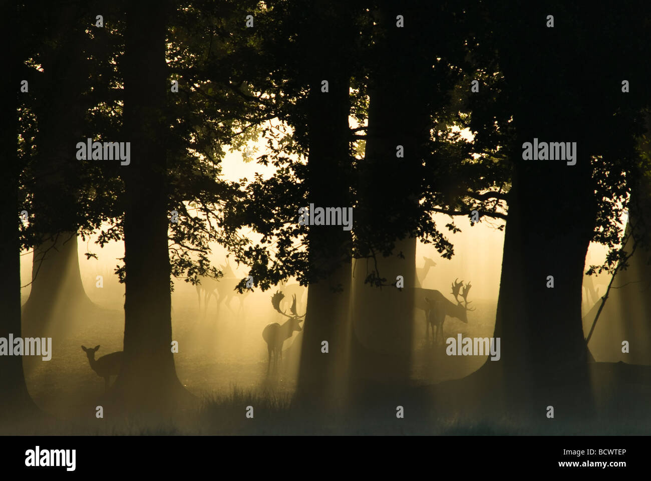 Fallow deer gathered in mist under trees in early morning sun, Dama ...