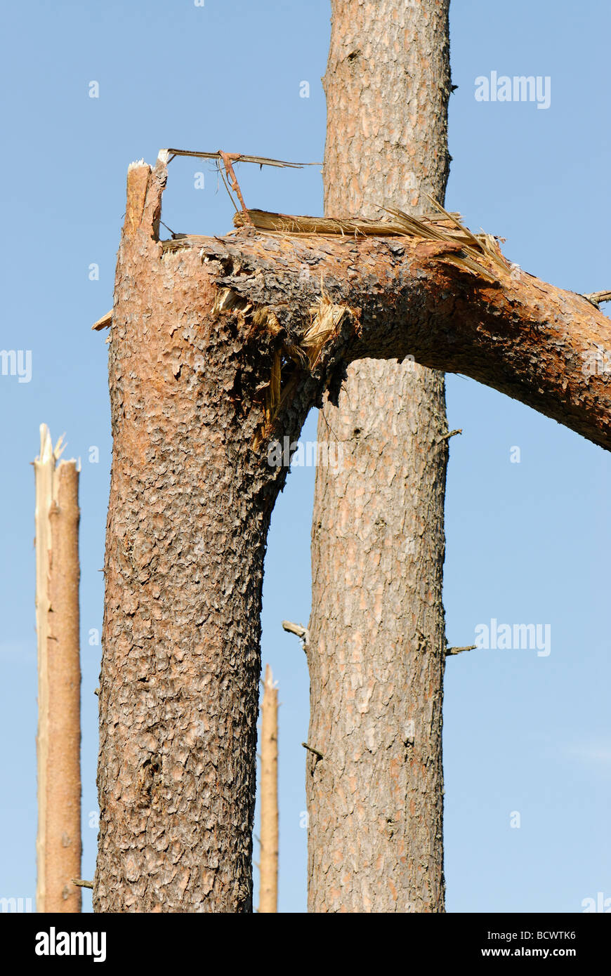 Trunk of tree broken during tornado Stock Photo - Alamy