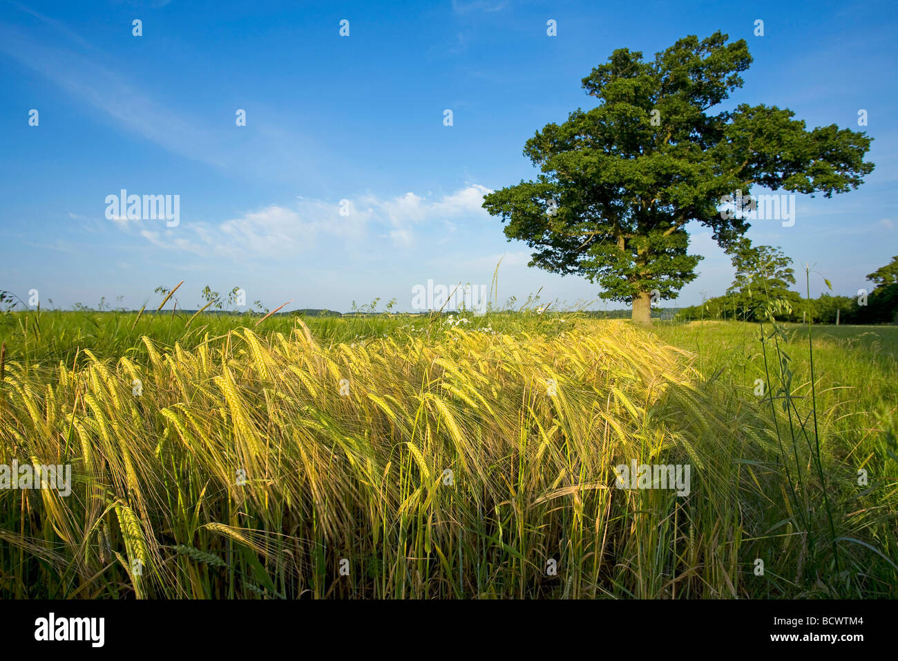 rutland oakham uppingham countryside Stock Photo - Alamy