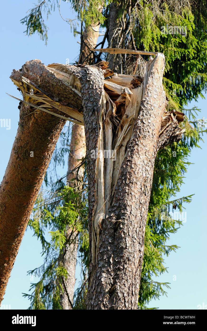 Trunk of tree broken during tornado Stock Photo - Alamy