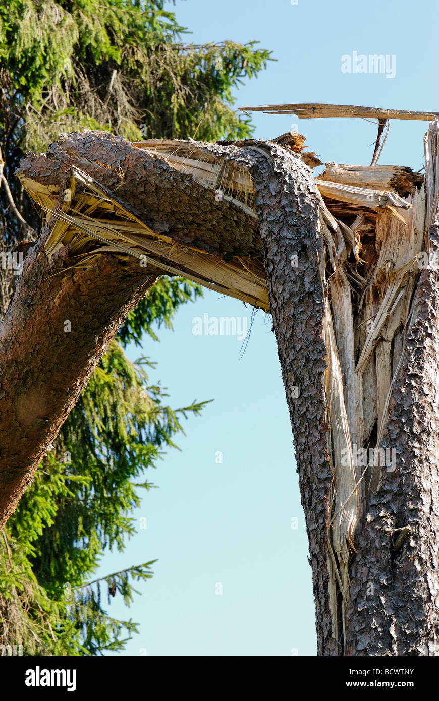 Broken trunk of tree during tornado Stock Photo - Alamy