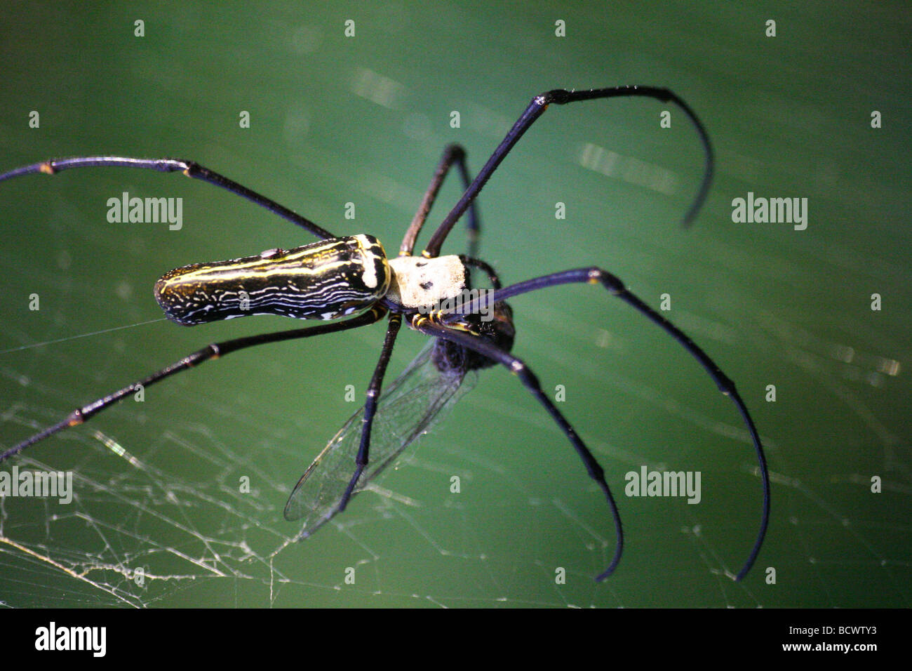 A spider catches an insect in in its web in a jungle in southern India ...