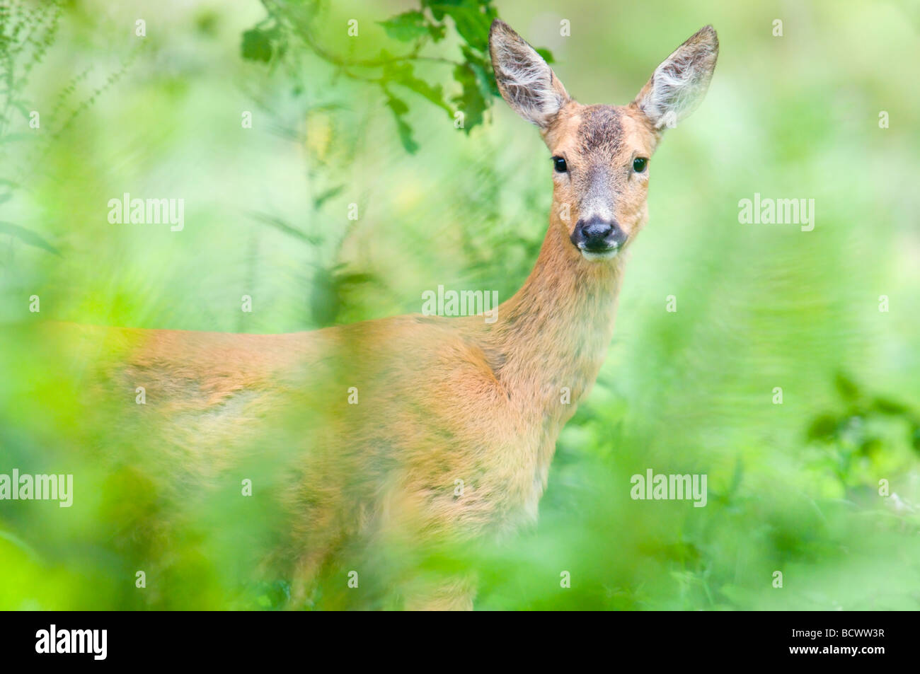 Roe Deer Doe Stock Photo - Alamy