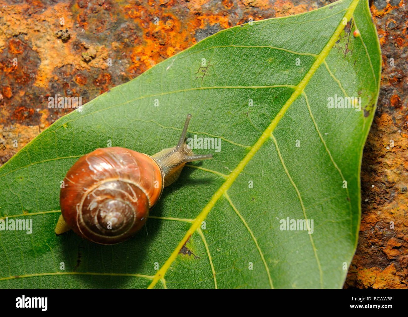 Snail on leaf and rusted iron plate close up Stock Photo - Alamy