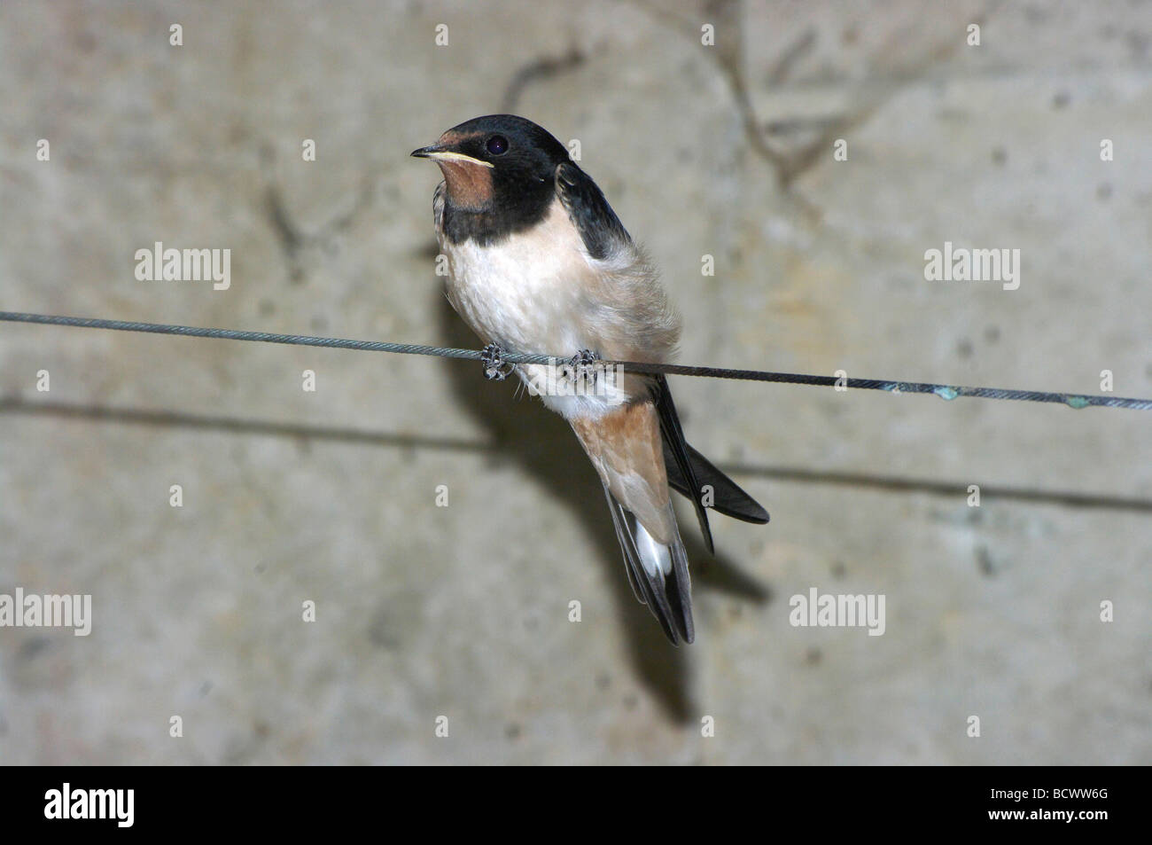 Fledgling swallow hi-res stock photography and images - Alamy