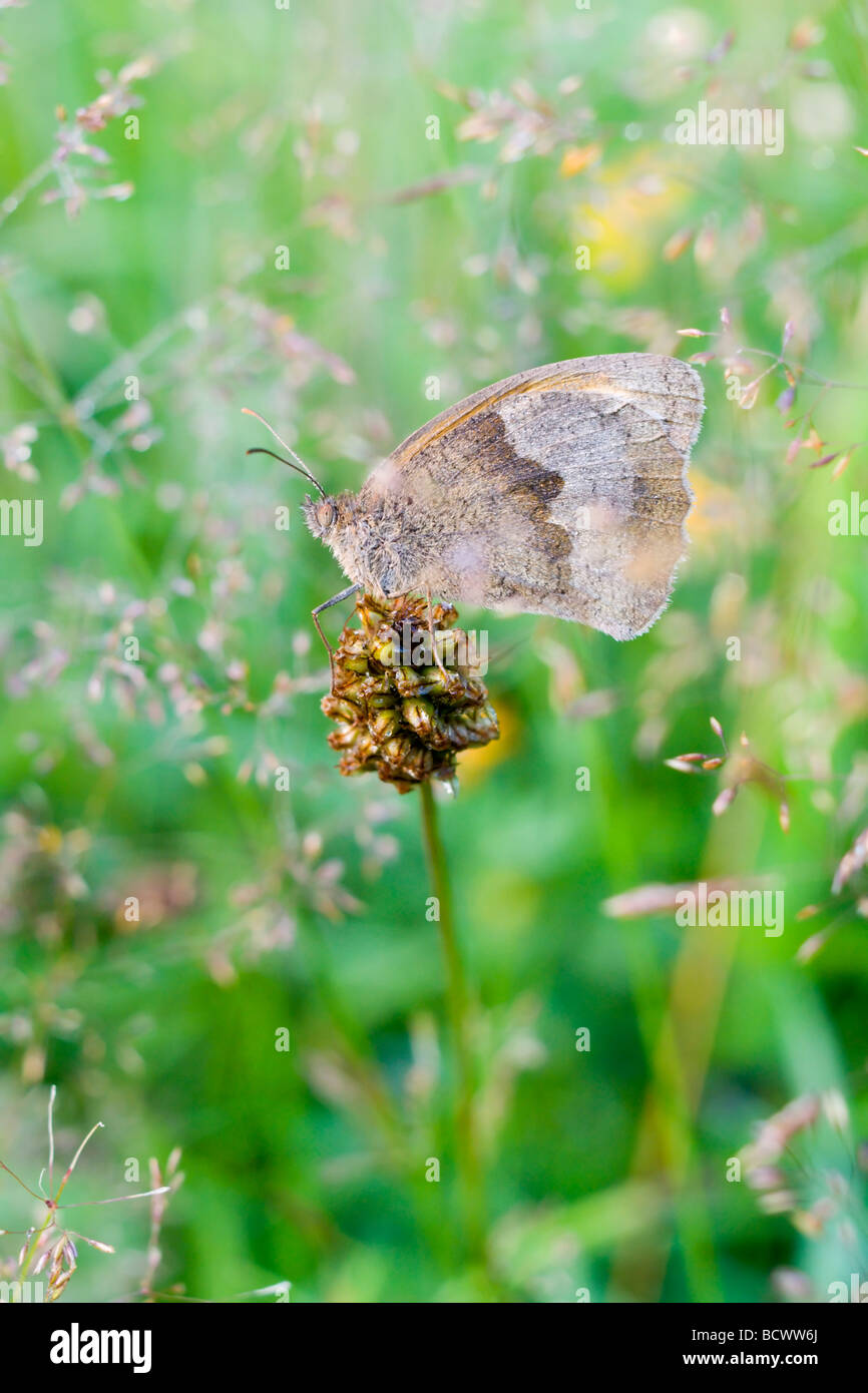 Meadow brown butterflies hi-res stock photography and images - Alamy